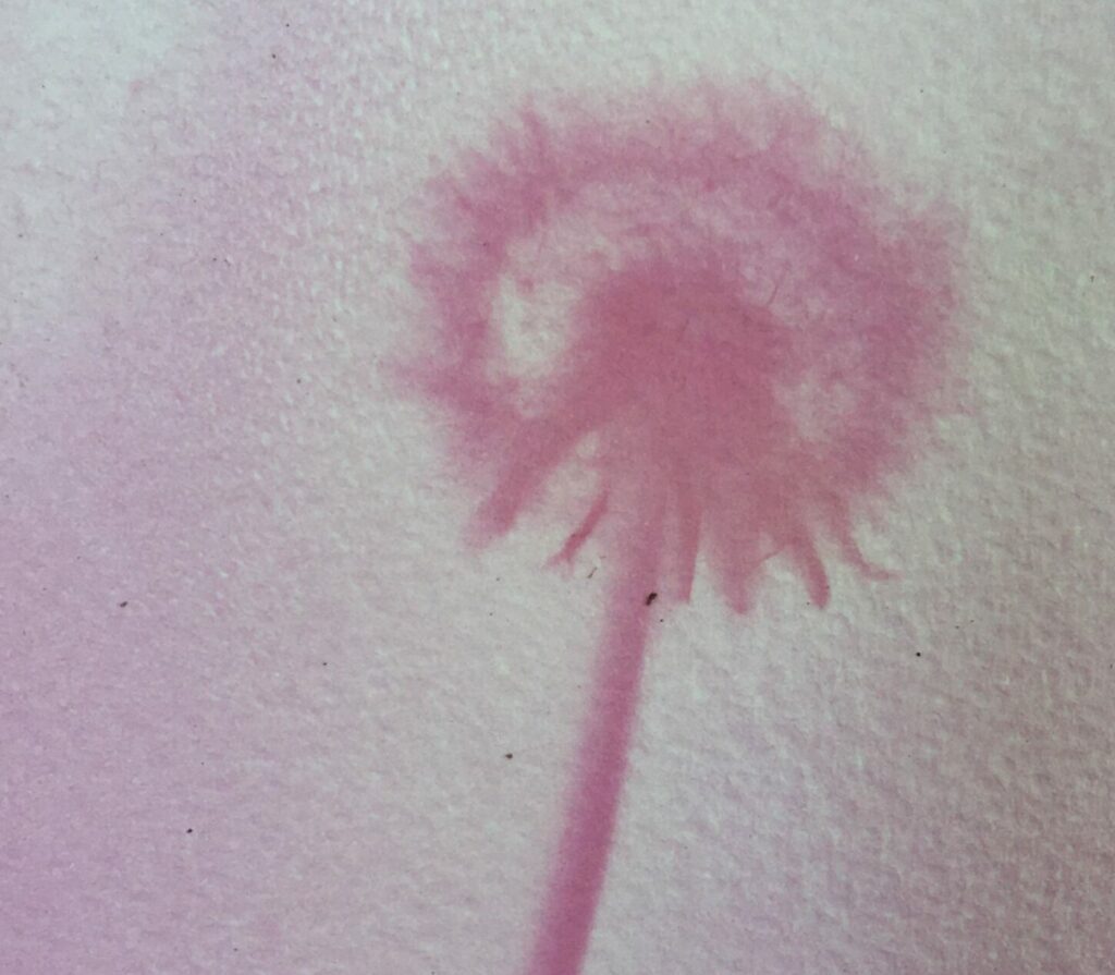 Make an Anthotype - Hugh Lane Gallery - Dublin